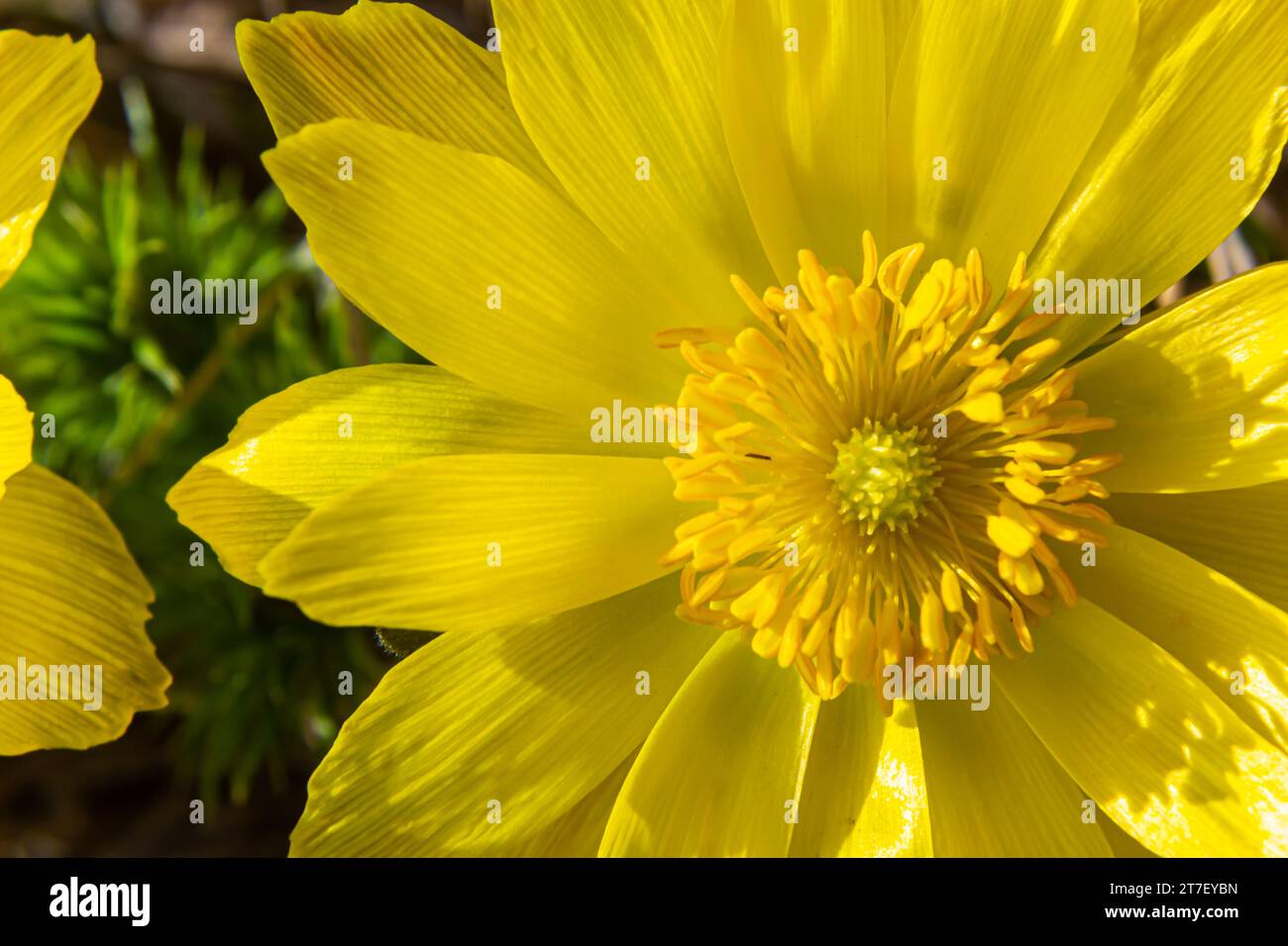 Yellow forest flowers Adonis vernalis, pheasant's eye, spring pheasant ...