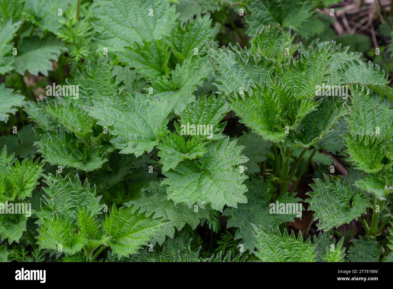 Bush of stinging-nettles. Nettle leaves. Top view. Botanical pattern ...