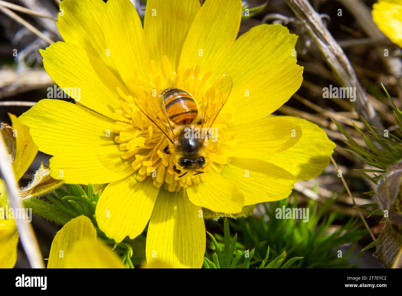 Honey bee on blooming adonis flower, Spring background, honey bee ...