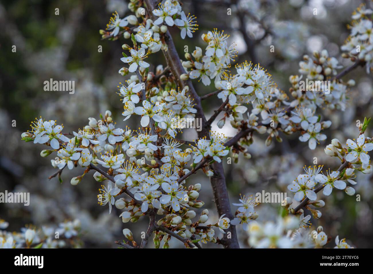 Blackthorn prunus spinosa sloe plant shrub white flower bloom blossom ...