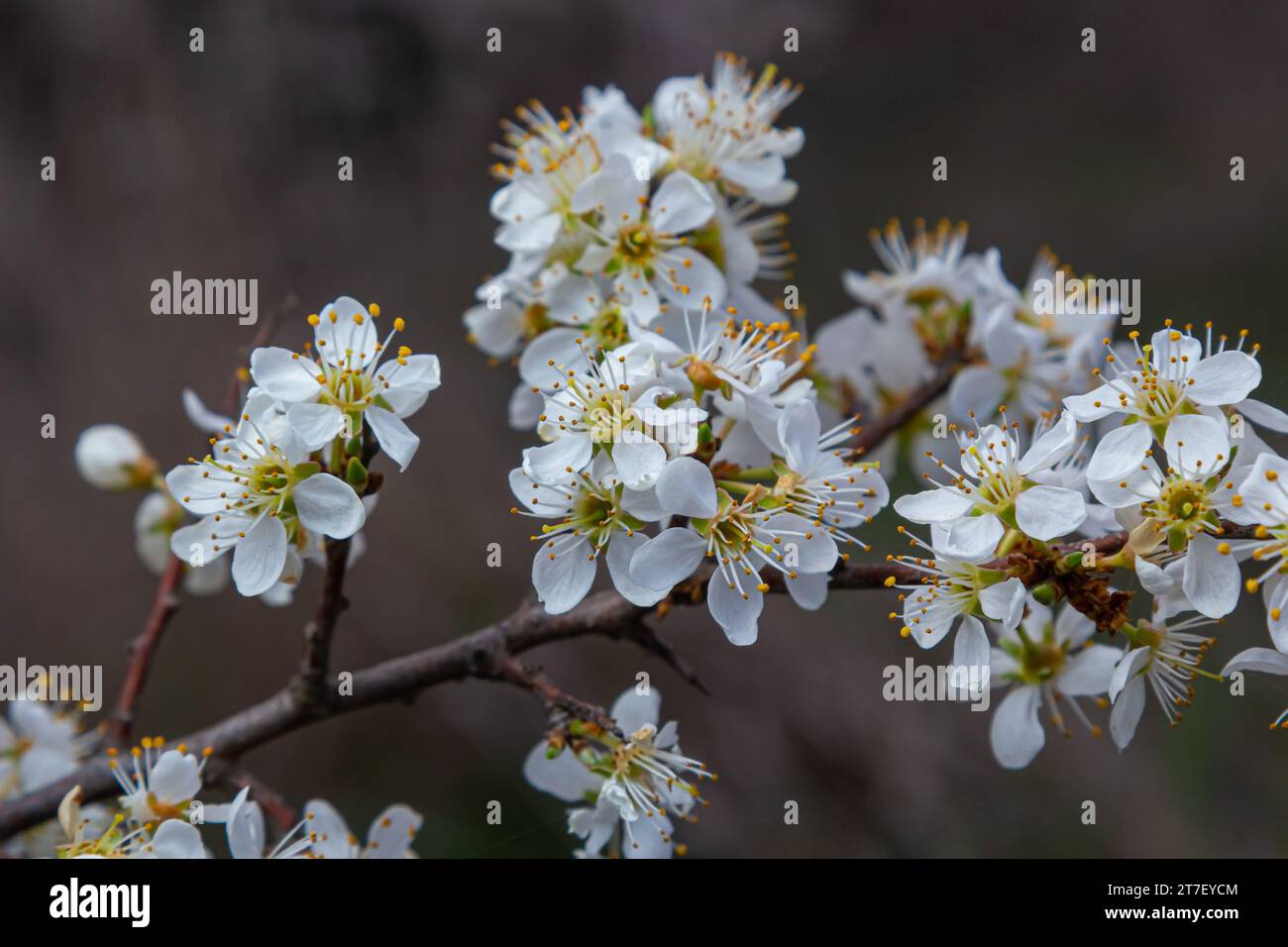 Blackthorn prunus spinosa sloe plant shrub white flower bloom blossom ...