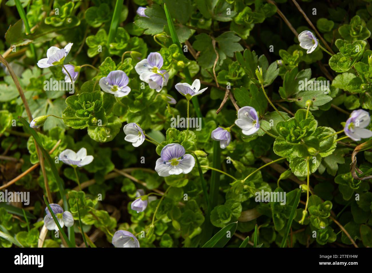 Macro photography of birdeye speedwell, veronica persica, at soft ...