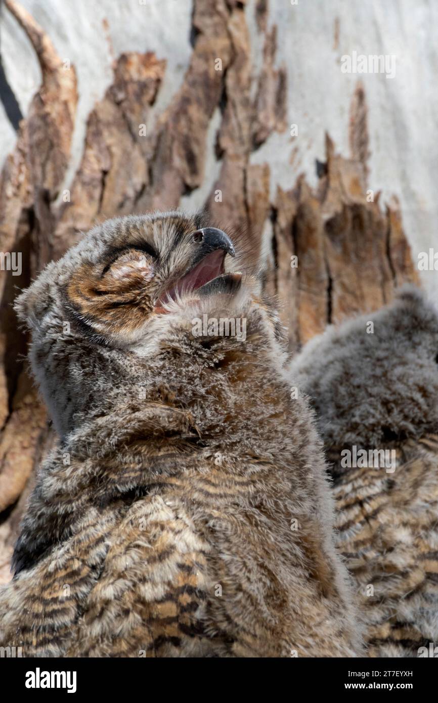 Baby great horned owl in spring nest, White Stallion guest ranch ...