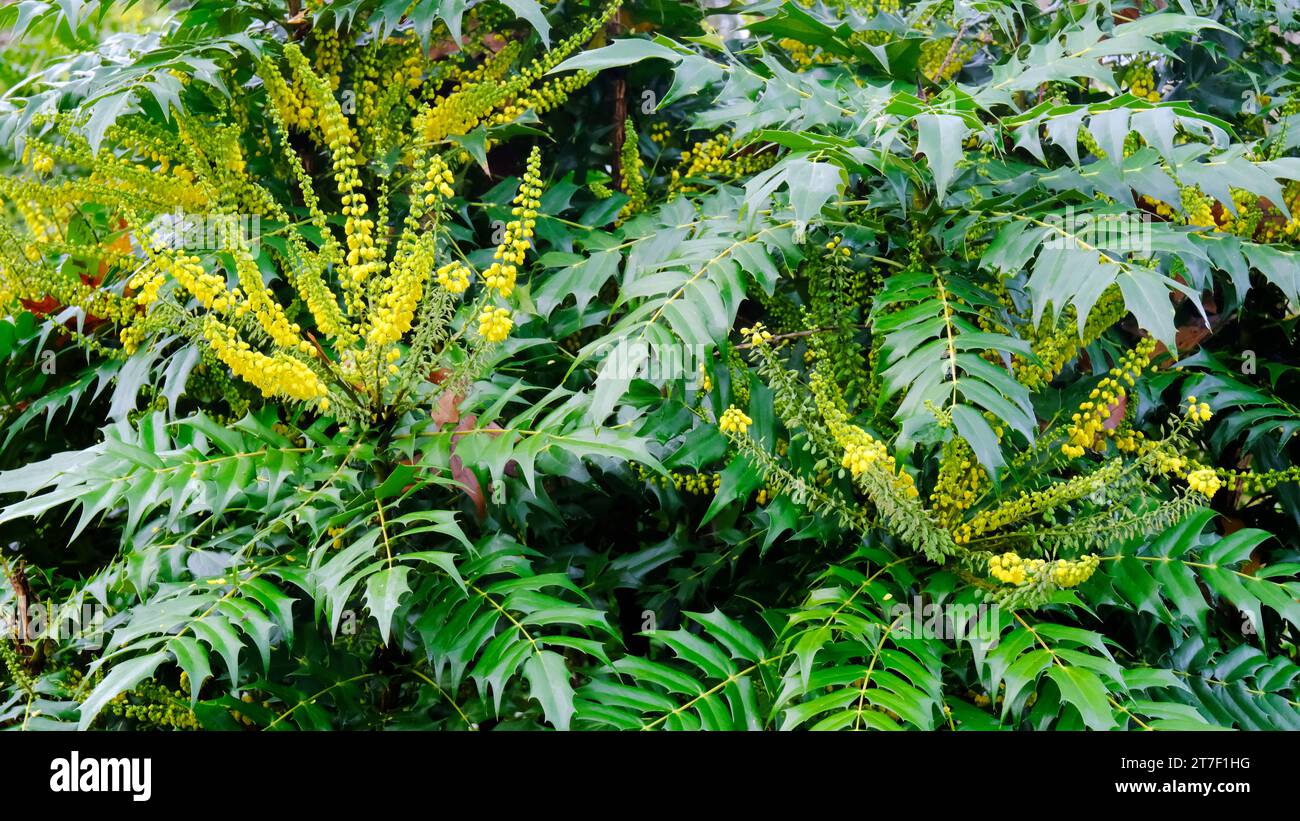 Mahonia mahonia x media hi-res stock photography and images - Alamy