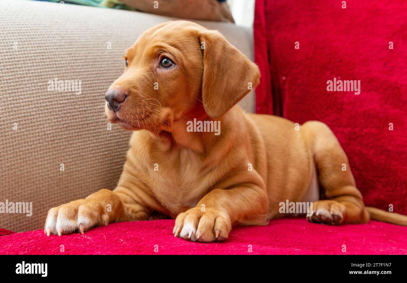 Fox red labrador retriever hi-res stock photography and images - Alamy