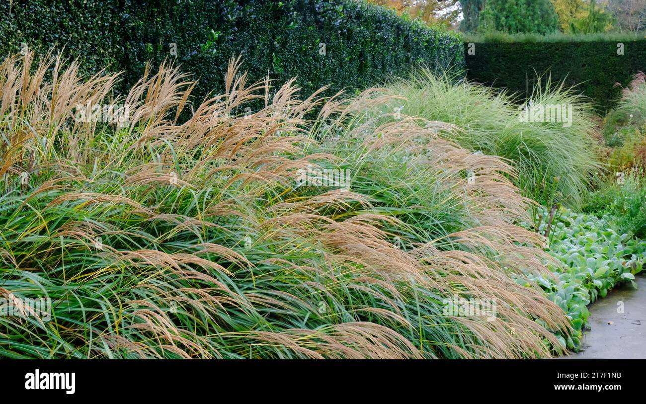 Autumnal UK garden border full of Miscanthus - John Gollop Stock Photo ...