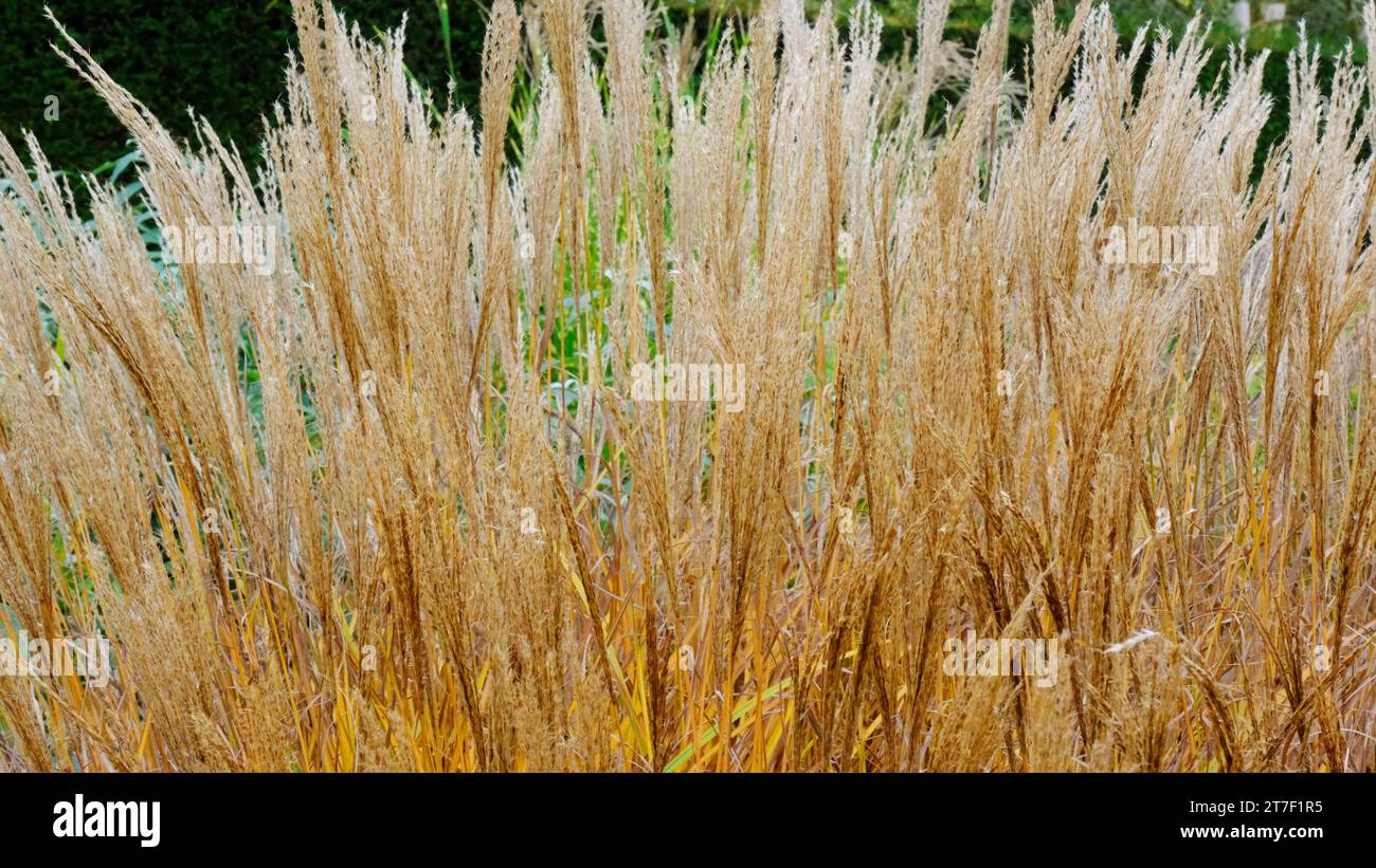 Autumnal Miscanthus Sinensis - John Gollop Stock Photo - Alamy