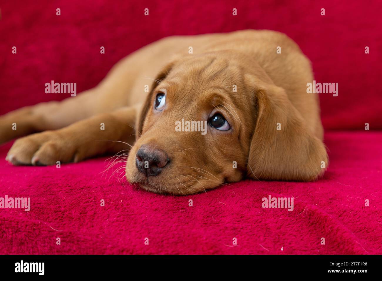 A fox red labrador retriever puppy lying on a sofa covered in a red ...