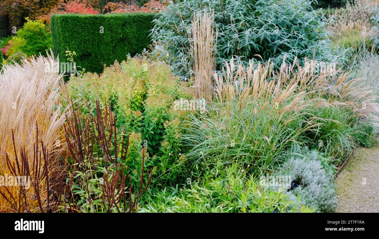 Ornamental grasses border grasses hi-res stock photography and images ...