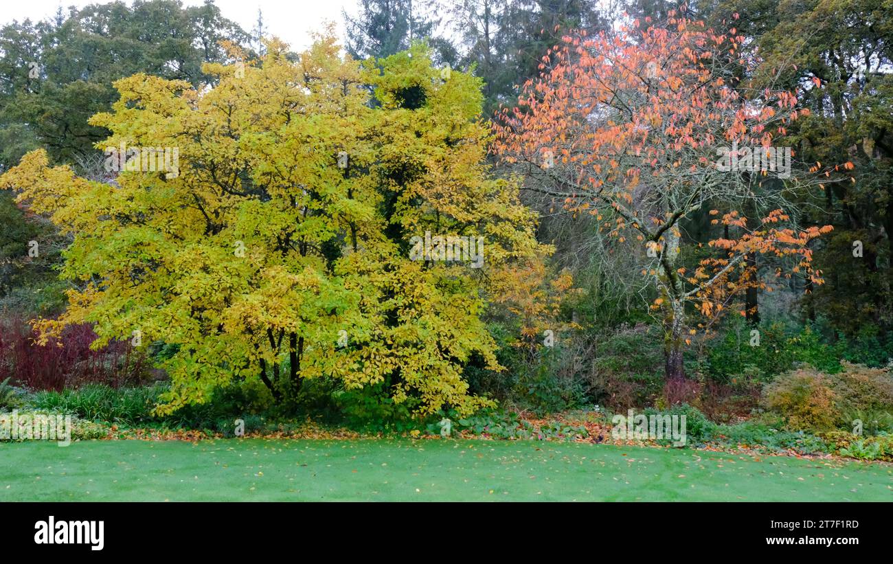 Colourful autumnal UK garden border with a Magnolia Kobus and a Prunus ...