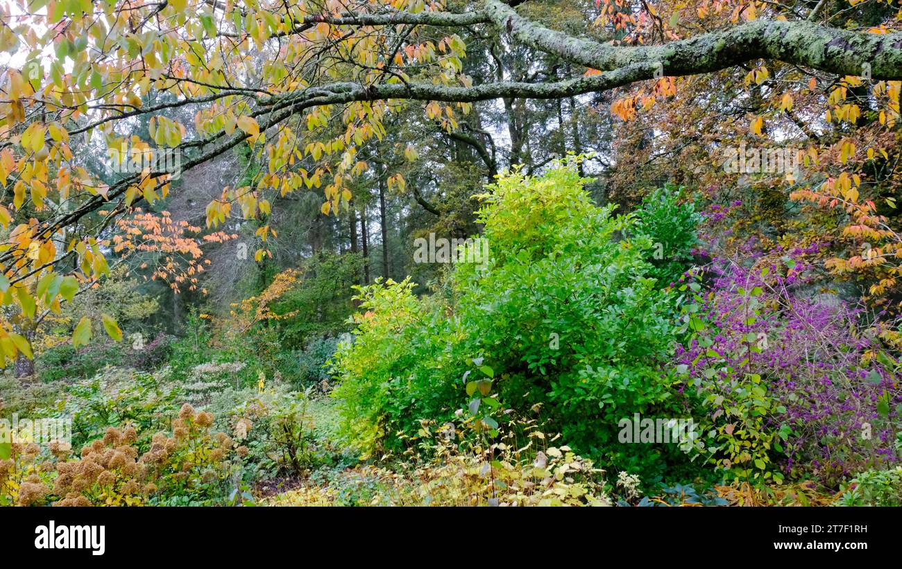 Autumn tree garden border hi-res stock photography and images - Alamy