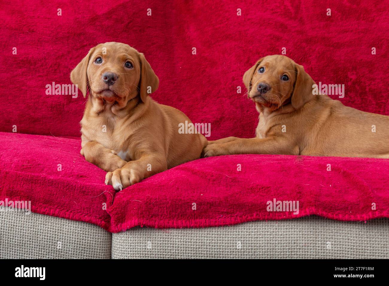 Labrador puppies on sofa hi-res stock photography and images - Alamy