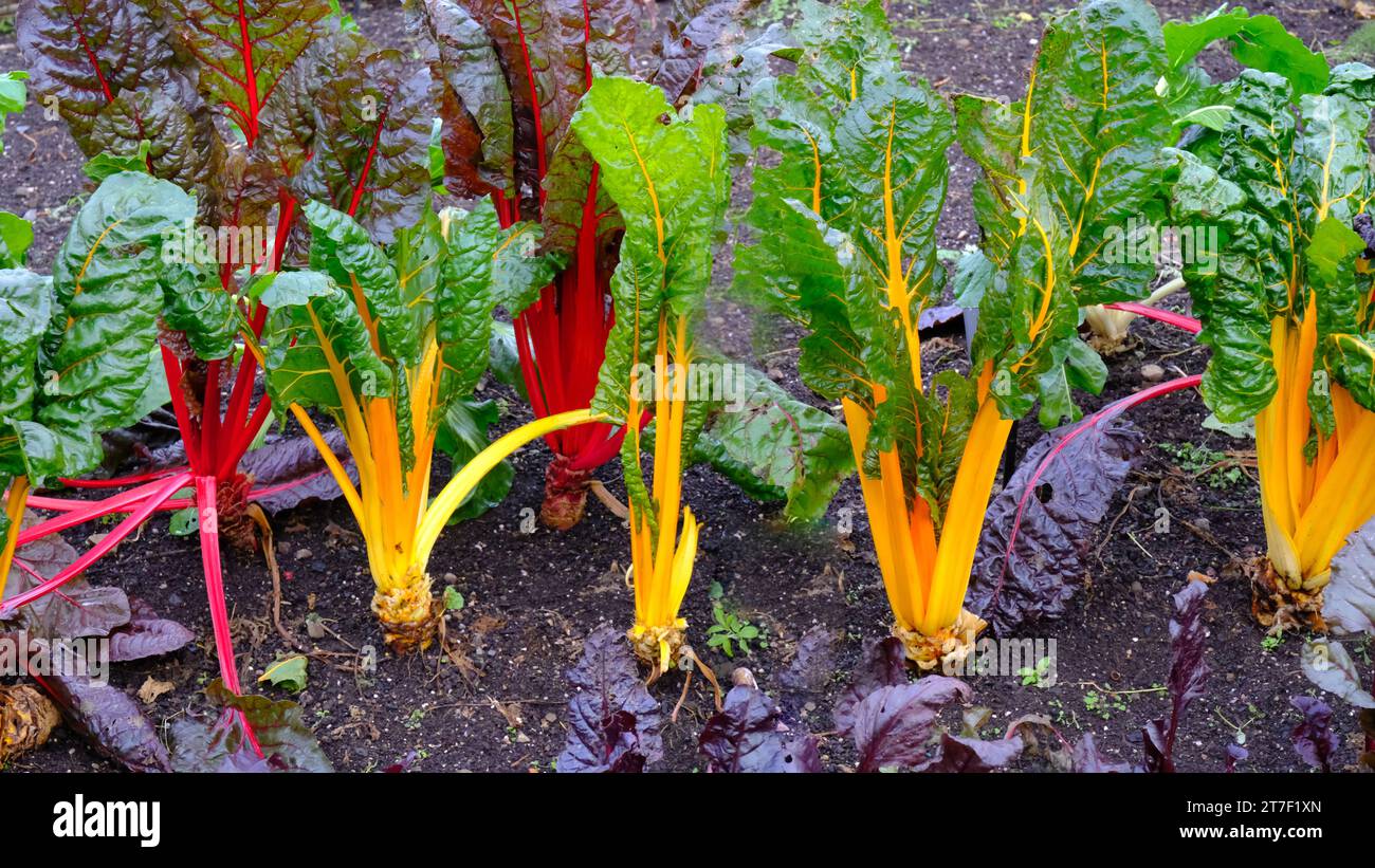 Colourful swiss ruby chard hi-res stock photography and images - Alamy