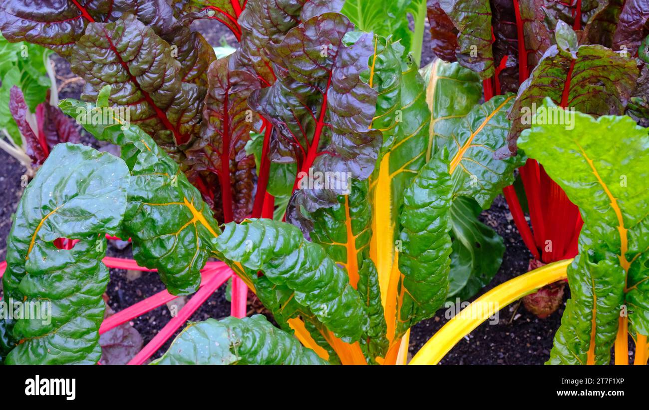 Planting swiss chard hi-res stock photography and images - Alamy