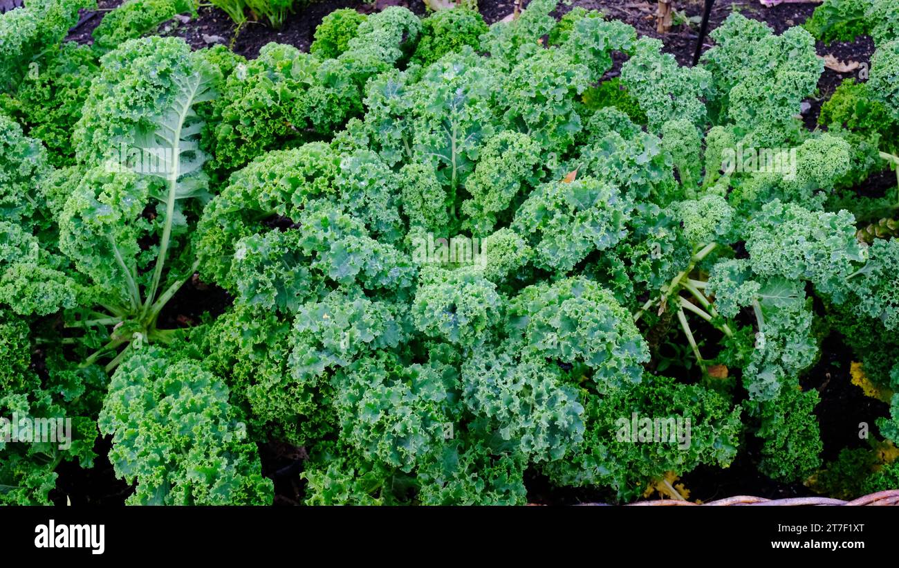 Curly Kale - John Gollop Stock Photo - Alamy