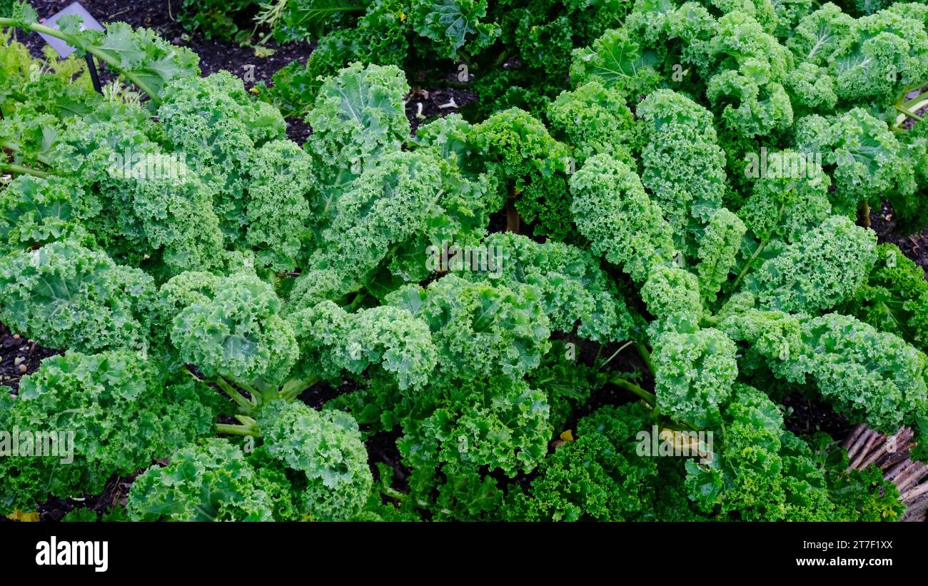Curly kale autumn garden hi-res stock photography and images - Alamy