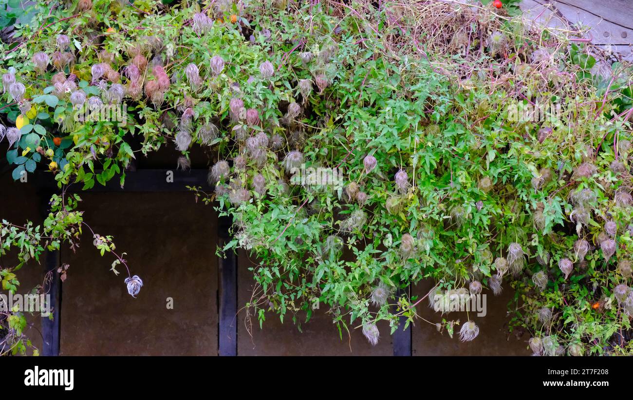 The fluffy seed heads of Clematis "Bill Mackenzie" in autumn - John ...