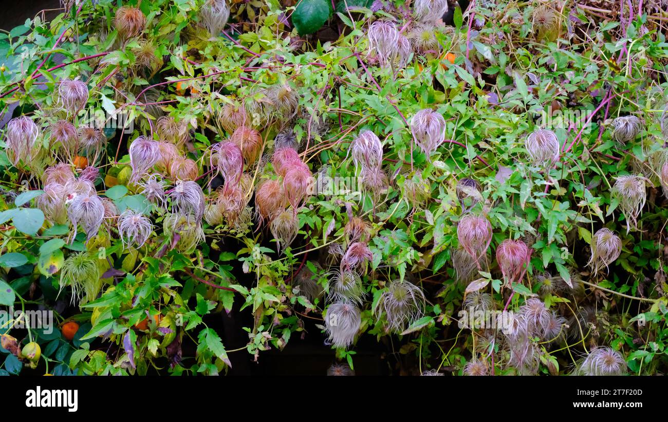 The fluffy seed heads of Clematis "Bill Mackenzie" in autumn - John ...