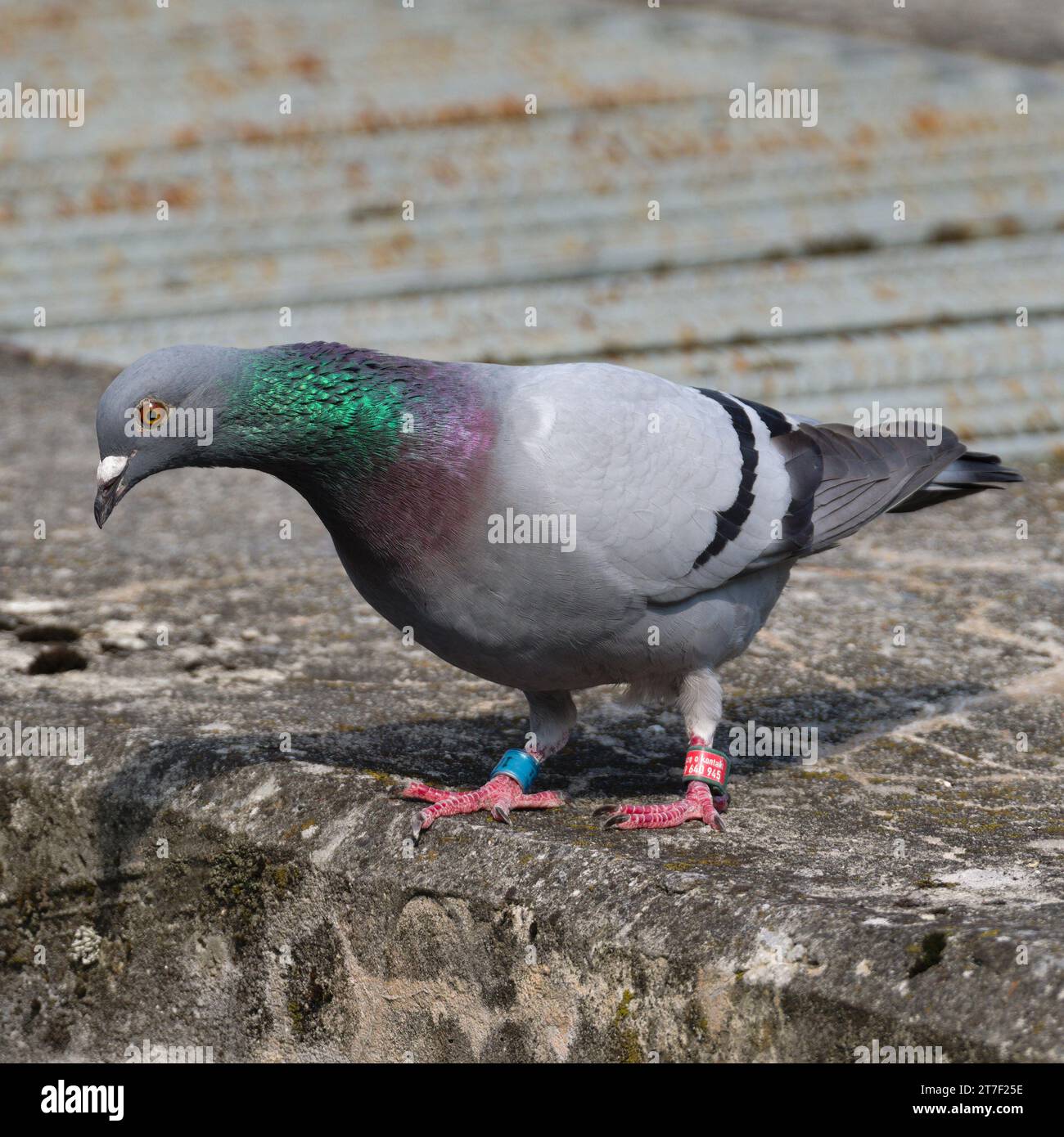 What's down there? Lovely colorful curious bird Columba livia aka ...