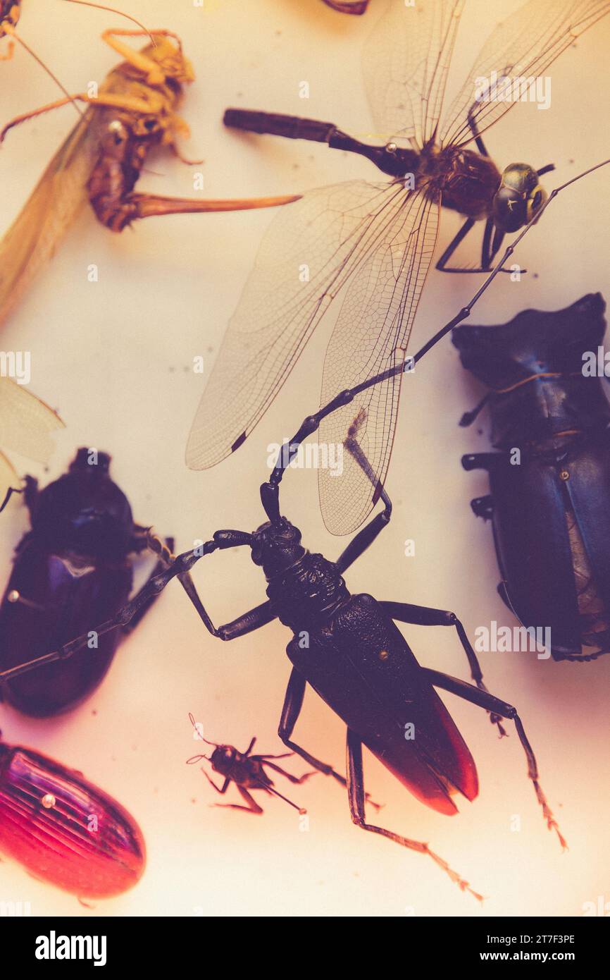 Collection of dried dead insects pinned in a box. White background ...