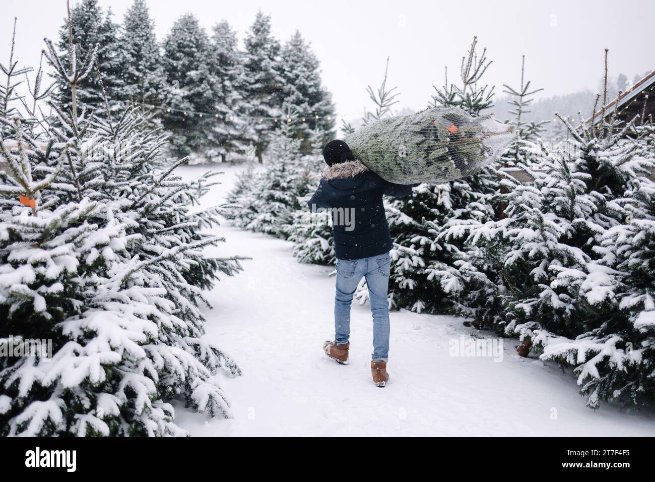 Back view of man holding wrapped Christmas tree on fair. Happy male ...