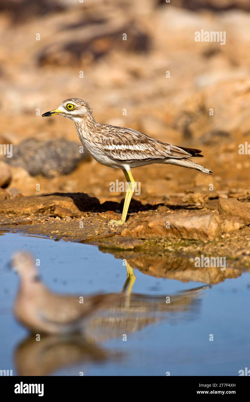 Stone curlew species hi-res stock photography and images - Alamy
