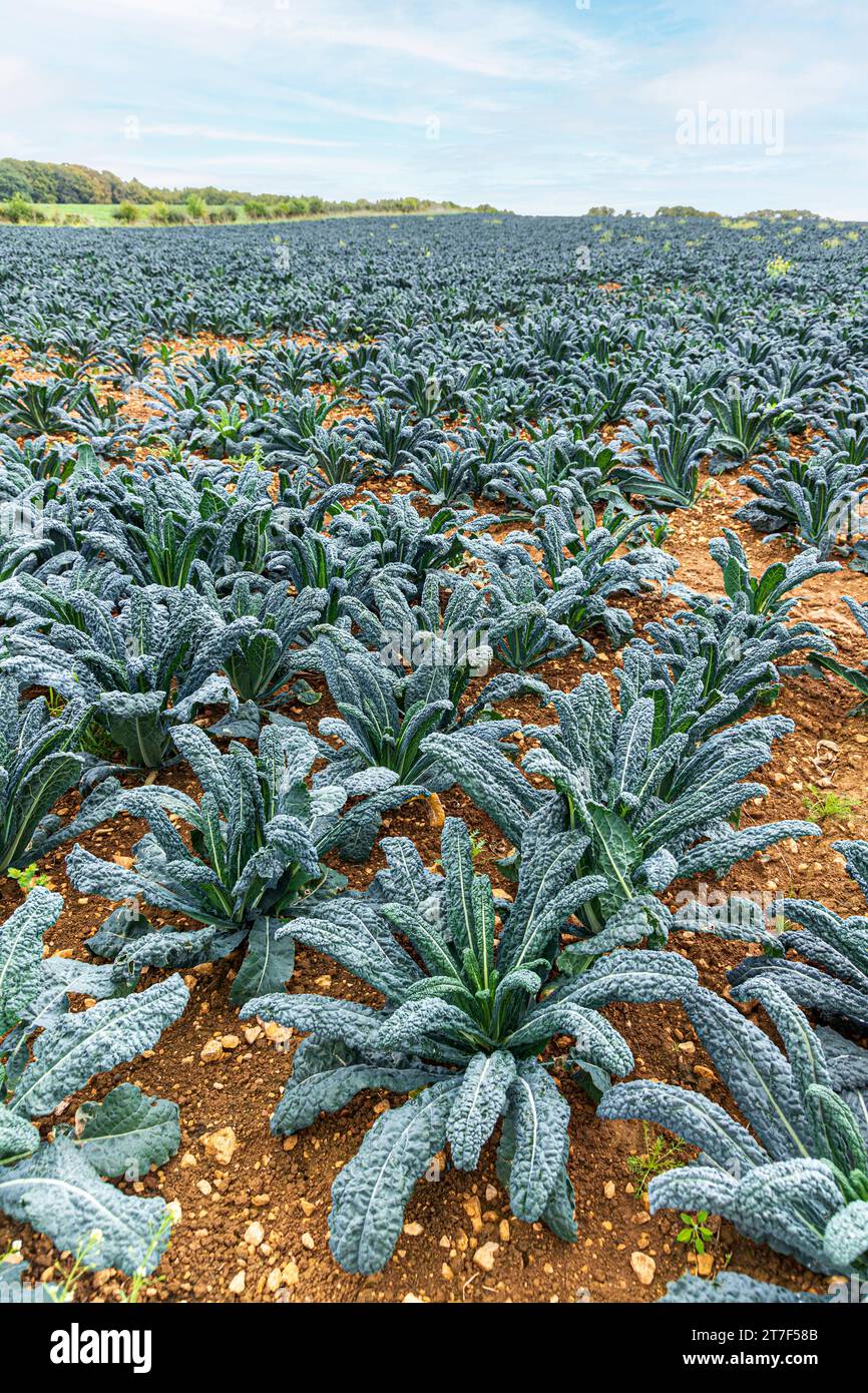 Some type of brassica (kale ?) growing in a field near the Cotswold ...