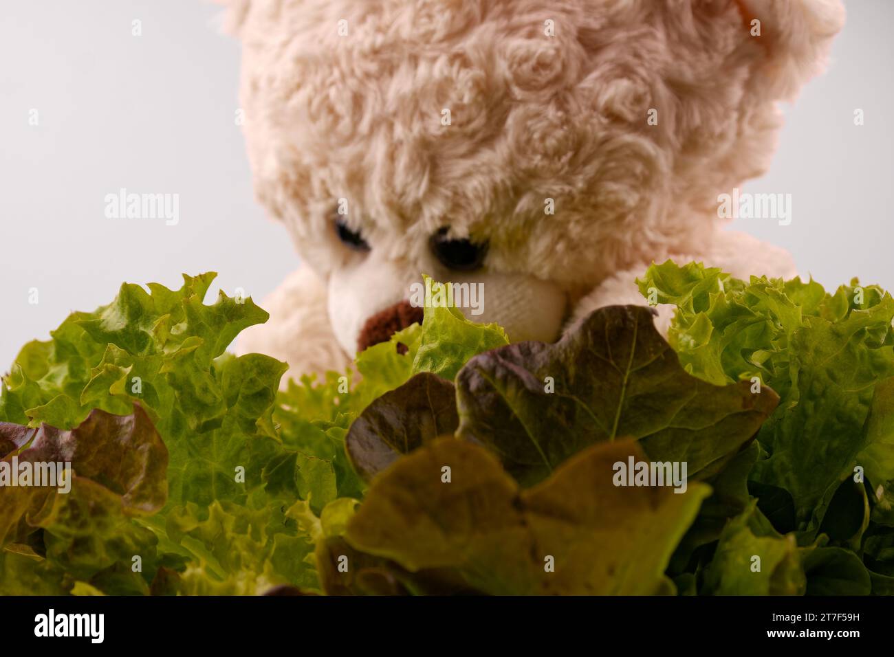 Teddy bear discovers the green salad, close up image Stock Photo - Alamy