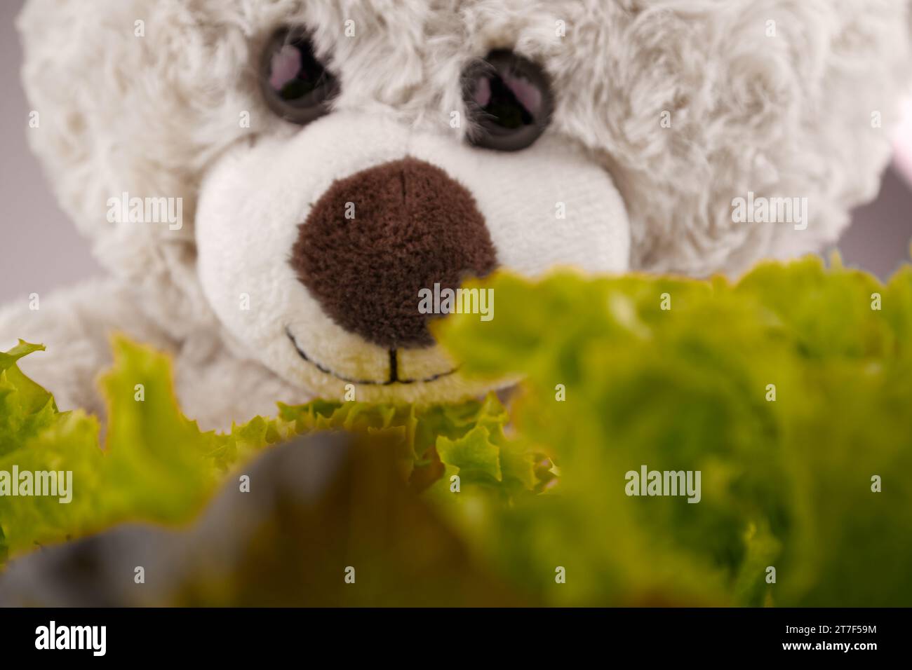 Teddy bear discovers the green salad, close up image Stock Photo - Alamy