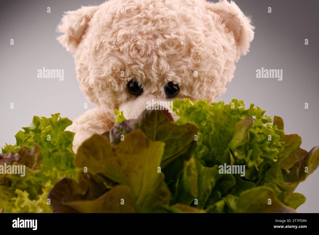 Teddy bear discovers the green salad, close up image Stock Photo - Alamy