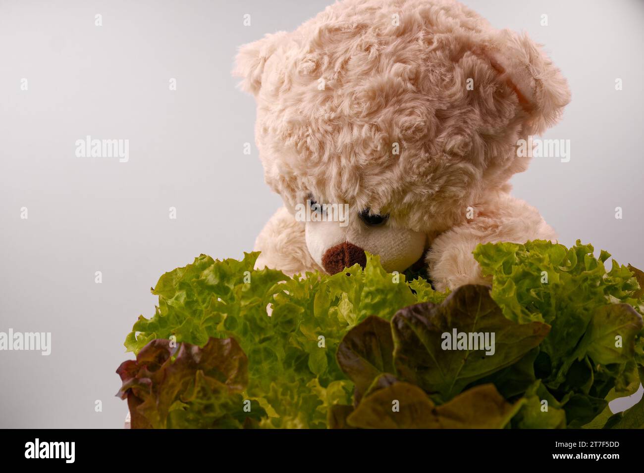 Teddy bear discovers the green salad, close up image Stock Photo - Alamy
