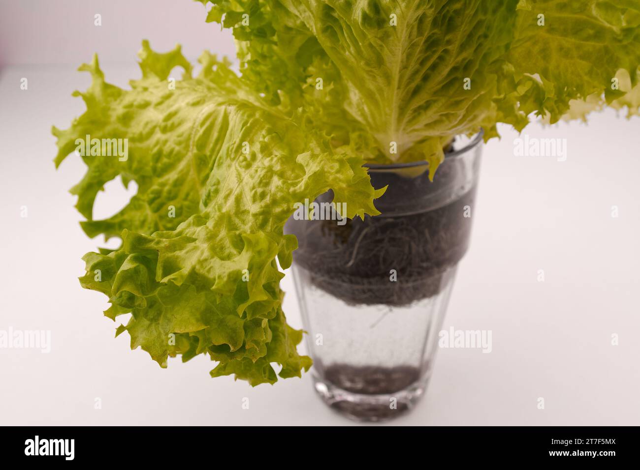 Close-up of green frisee lettuce with leaf structures and water glass ...