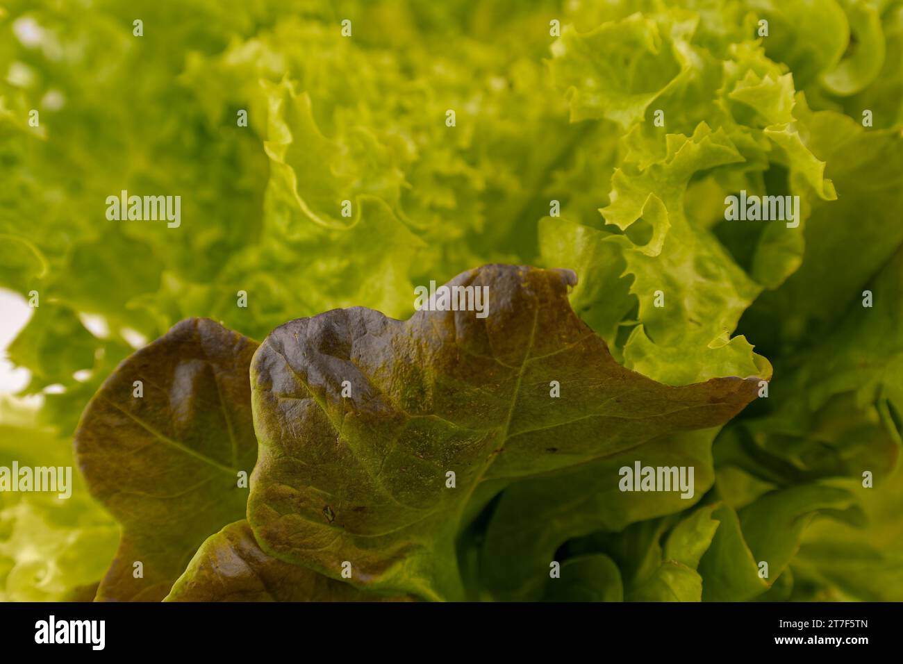 Frisee lettuce hi-res stock photography and images - Alamy