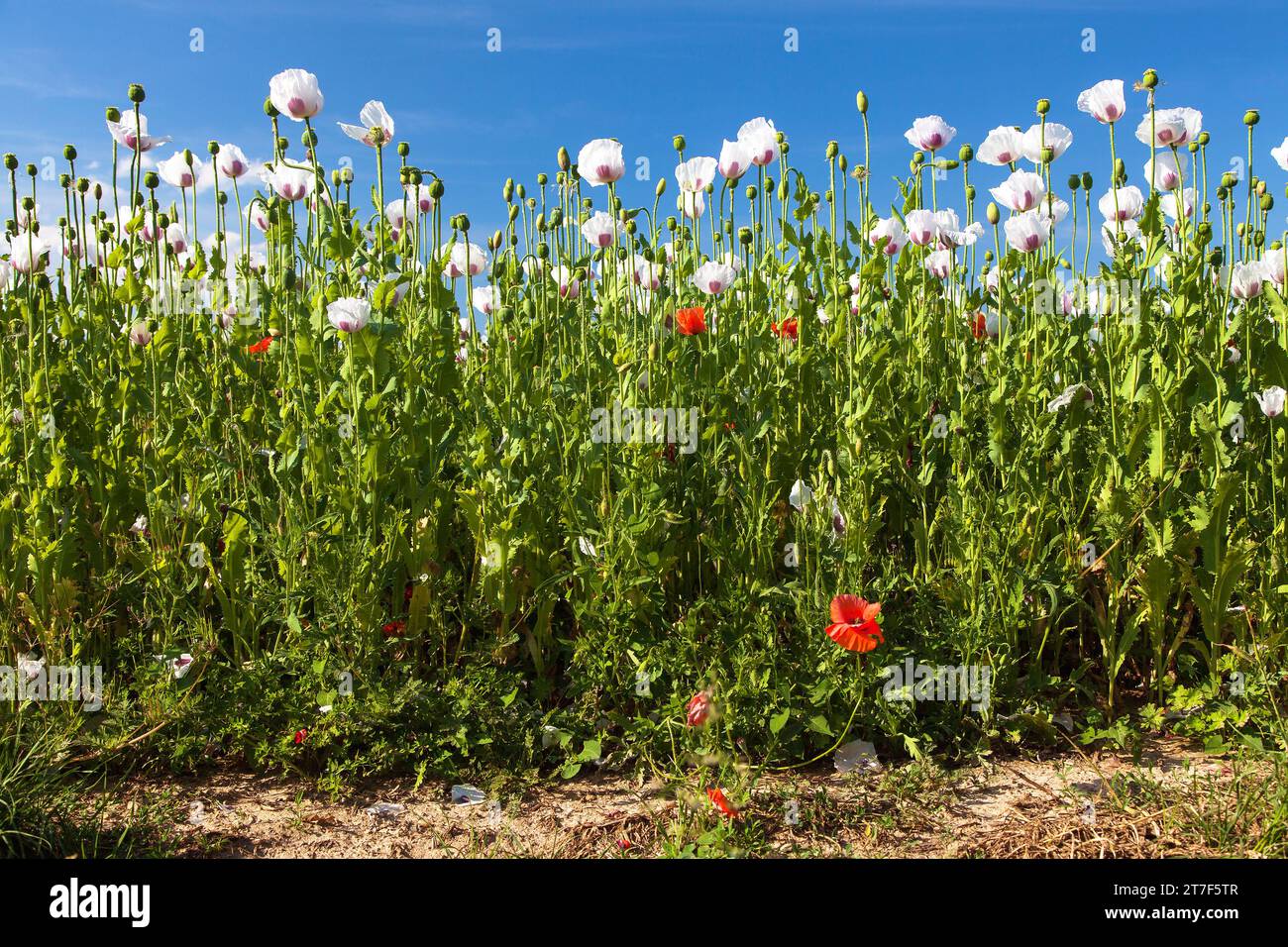 White flowering opium poppy field in Latin papaver somniferum, poppy ...