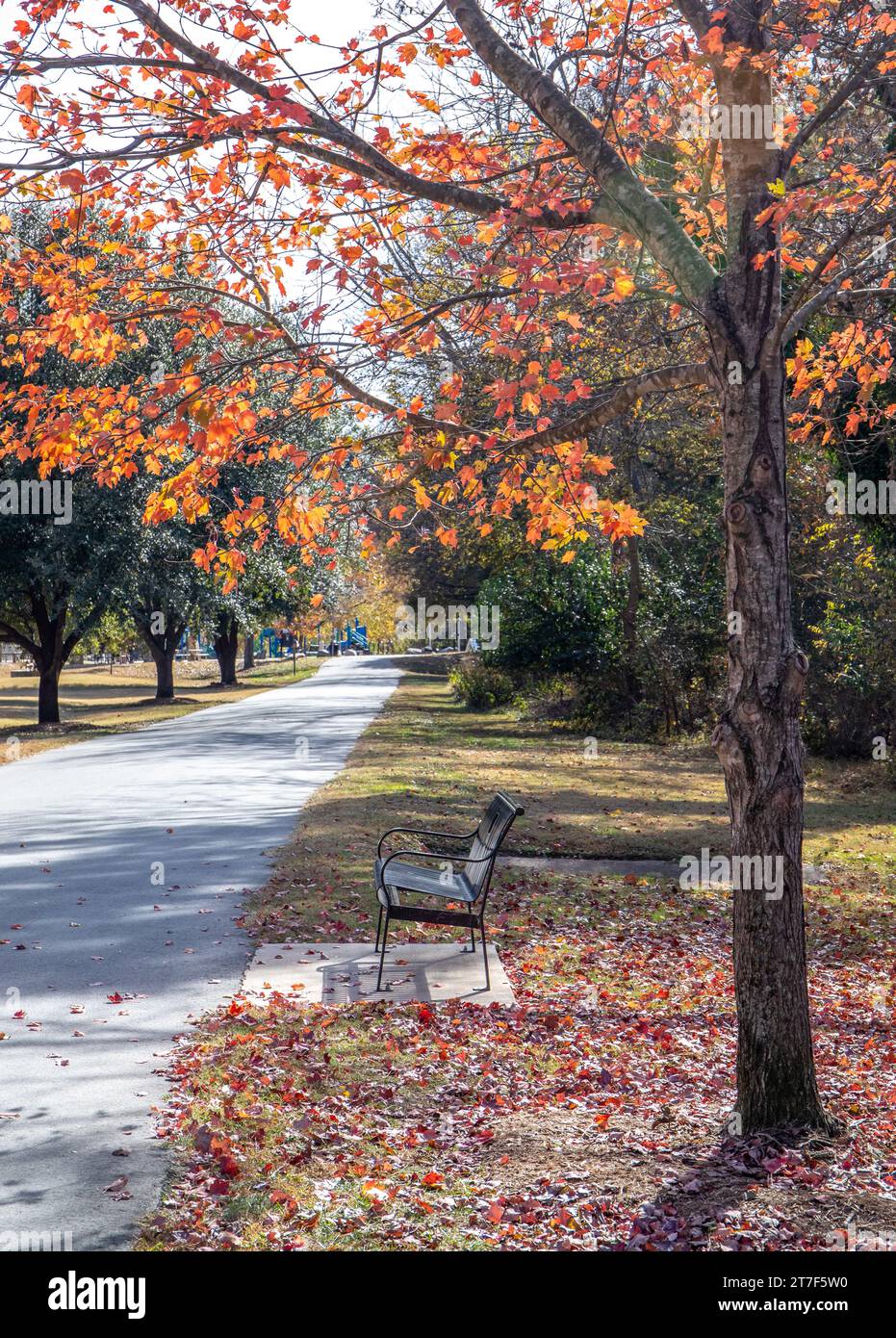 A park bench along a paved walking trail sits beneath a tree of orange ...