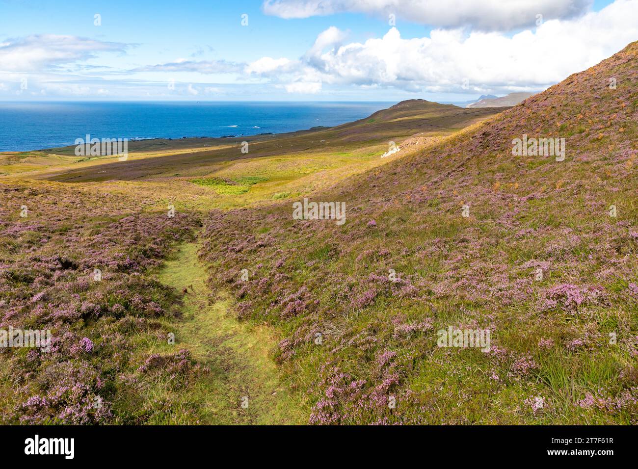 Granuaile Loop Walk Trail cover by flowers and vegetation, Derreen ...
