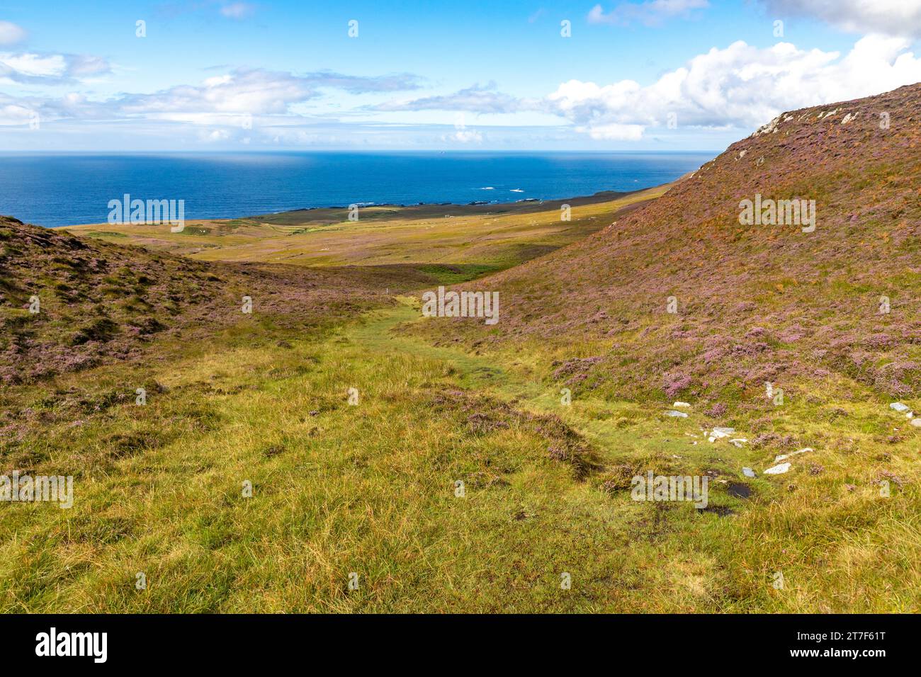 Granuaile Loop Walk Trail cover by flowers and vegetation, Derreen ...