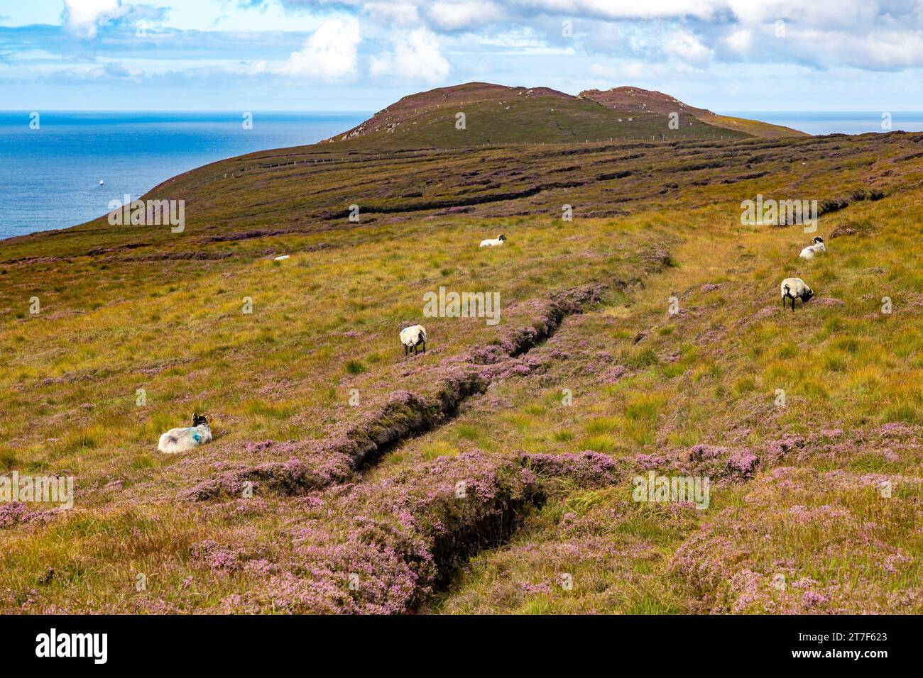 Granuaile Loop Walk Trail cover by flowers, vegetation and some sheeps ...