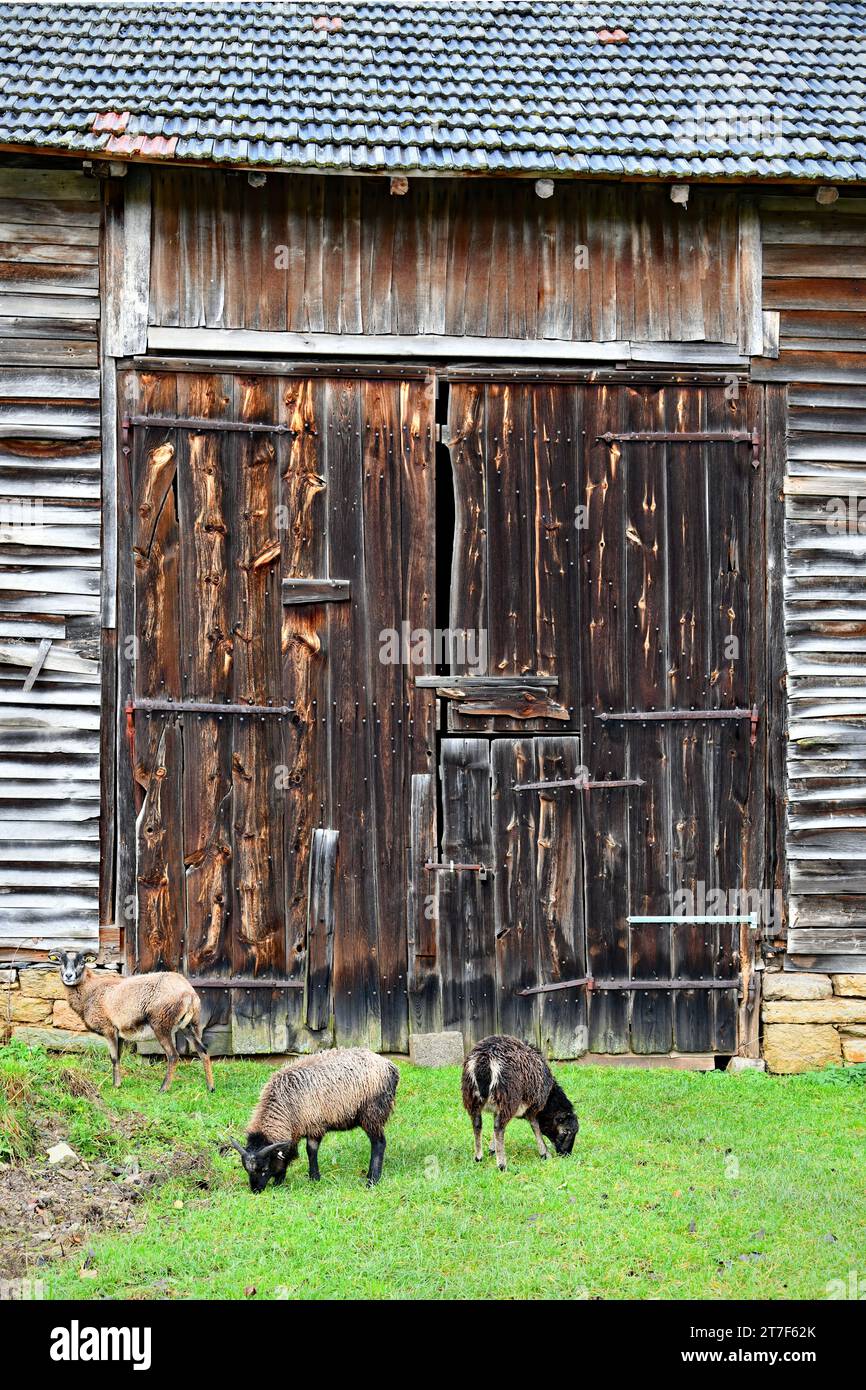 Sheep in front of a rustic barn door Stock Photo - Alamy