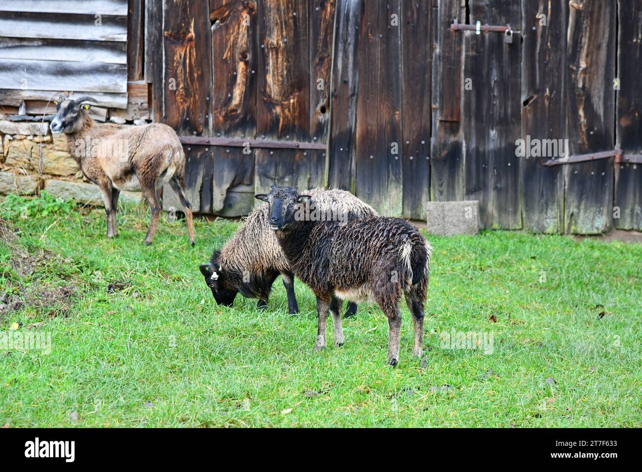 Sheep in front of a rustic barn door Stock Photo - Alamy