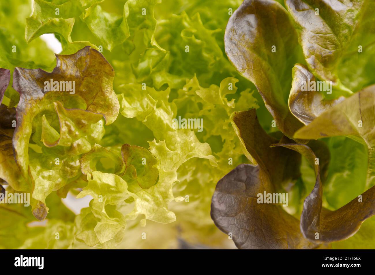 Close-up of green frisee lettuce with leaf structures Stock Photo - Alamy
