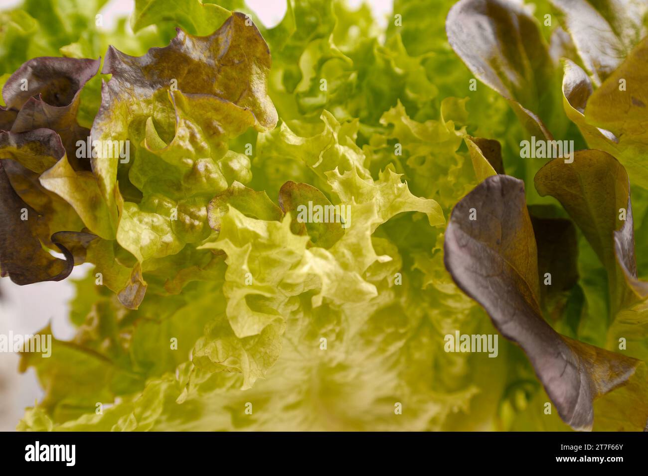 Frisee lettuce hi-res stock photography and images - Alamy