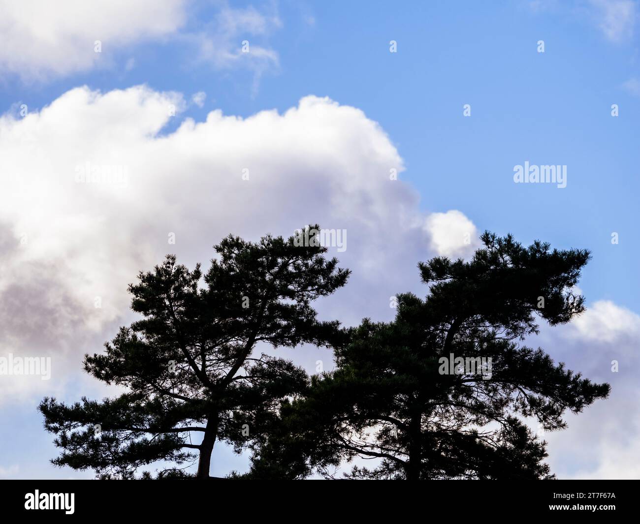 Blue Sky and White Clouds, Twin Trees, Landscape, Windsor, Berkshire ...