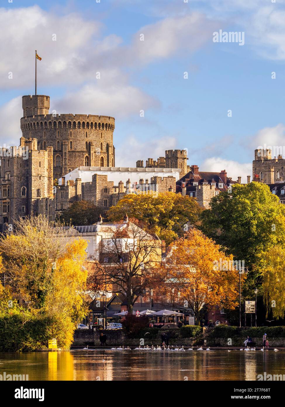 Feeding Swans at the River Thames, Windsor Castle, Windsor, Berkshire ...