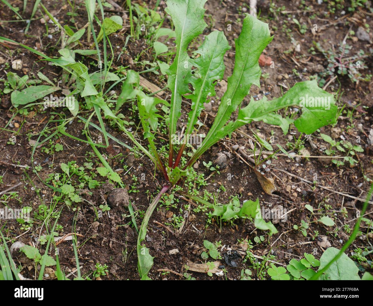 Wild cicory (chicorium intybus) in Sardinia countryside Stock Photo - Alamy