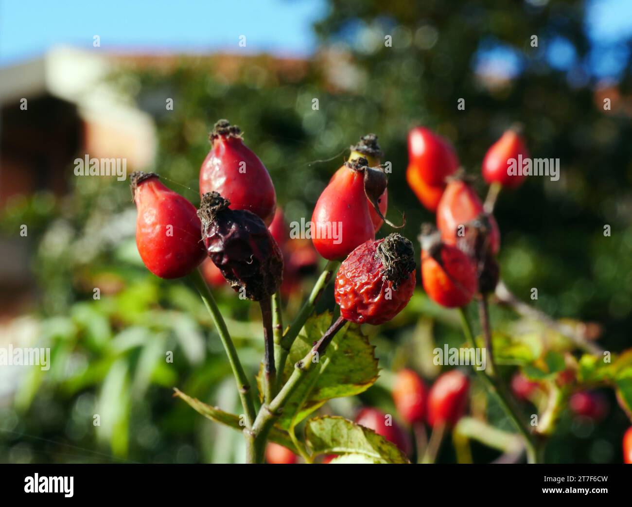 Colors in garden Stock Photo - Alamy