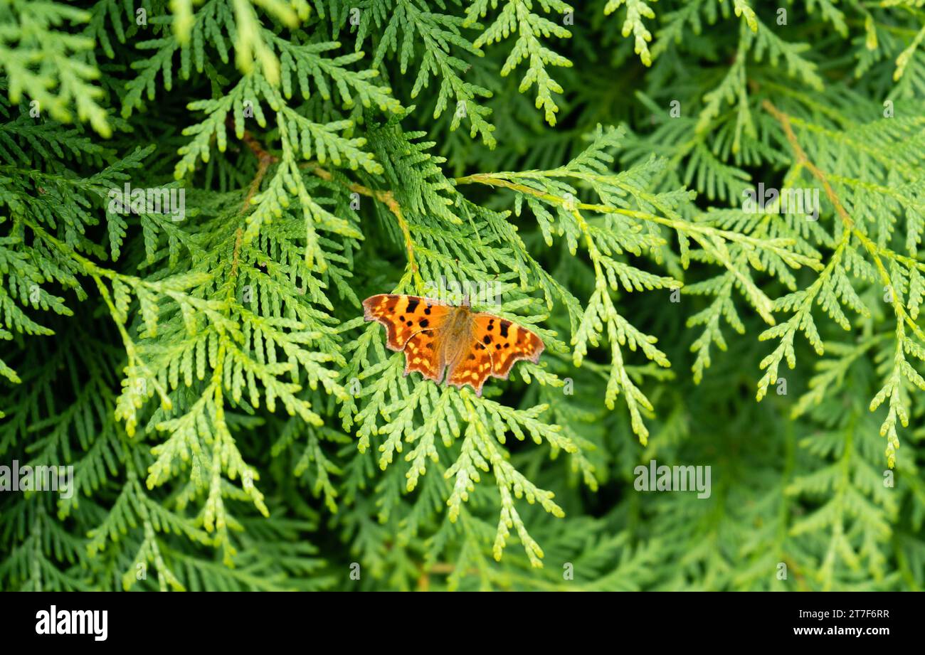insects on the butterfly bush Buddleja davidii Stock Photo - Alamy