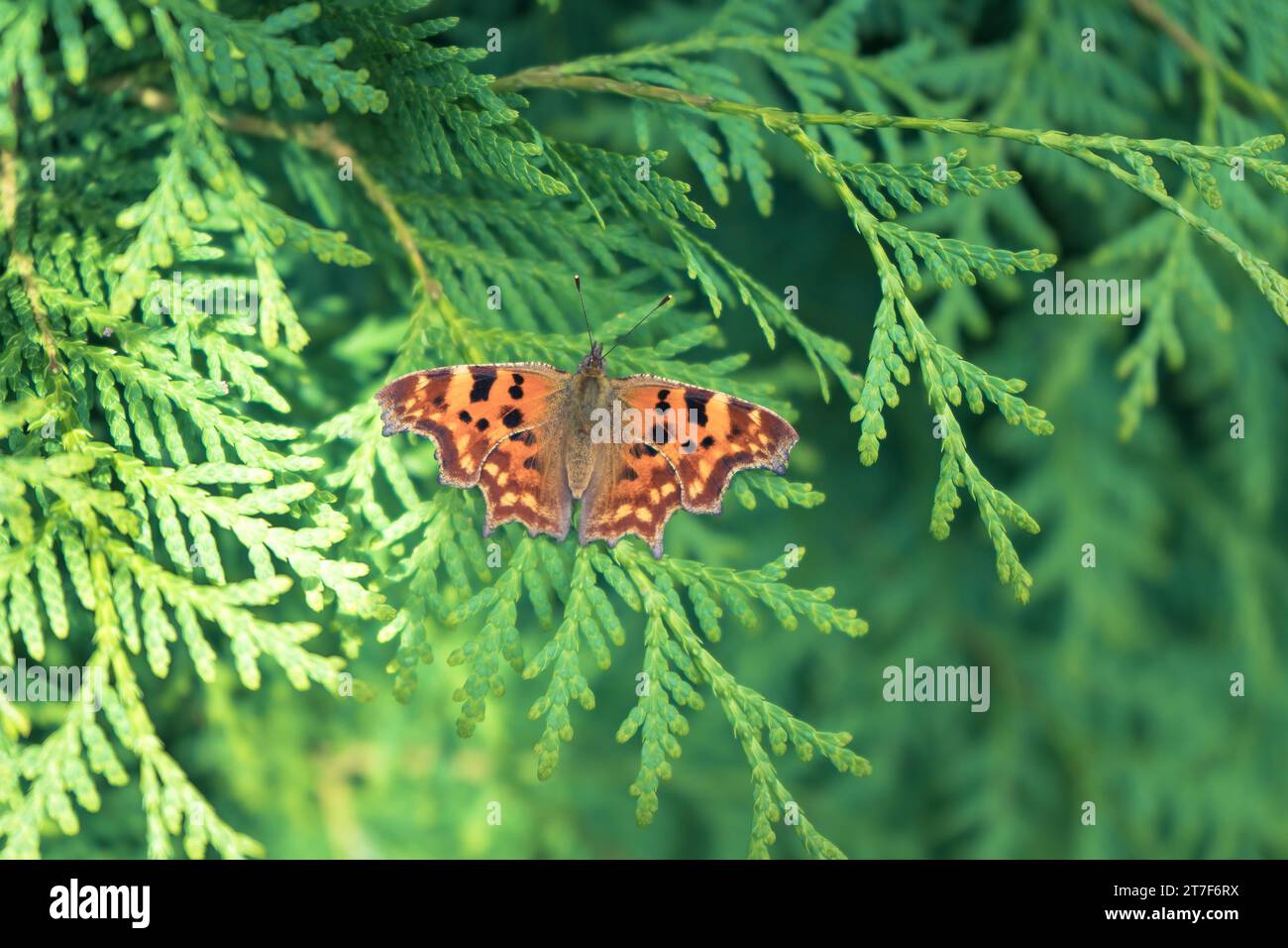 insects on the butterfly bush Buddleja davidii Stock Photo - Alamy