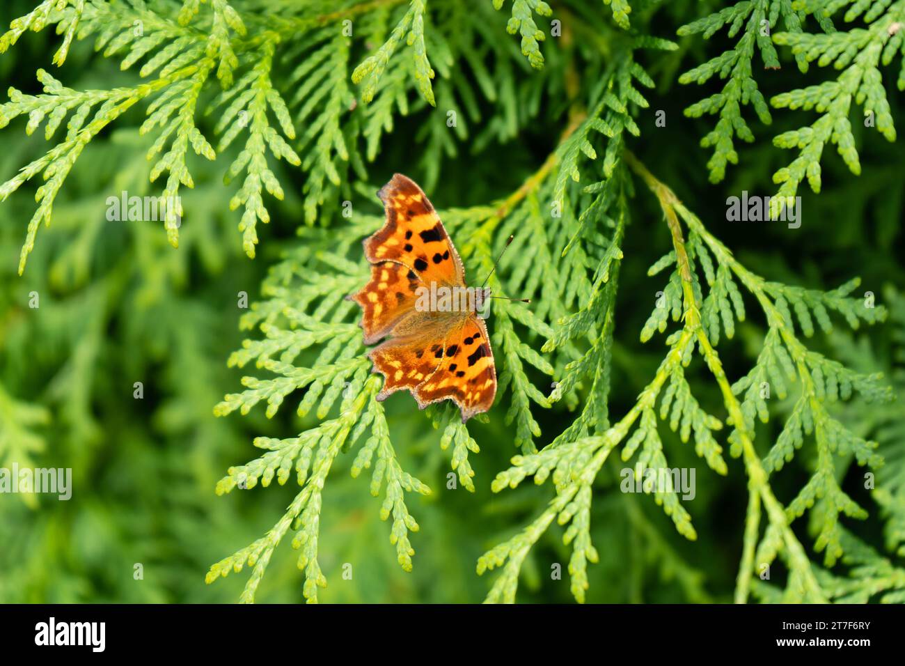 insects on the butterfly bush Buddleja davidii Stock Photo - Alamy