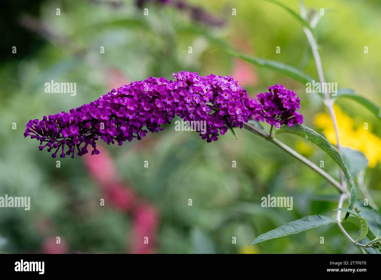 insects on the butterfly bush Buddleja davidii Stock Photo - Alamy